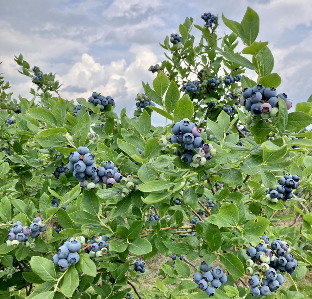 Blueberries Tiny Powerhouses of Nutrition – VPChefood